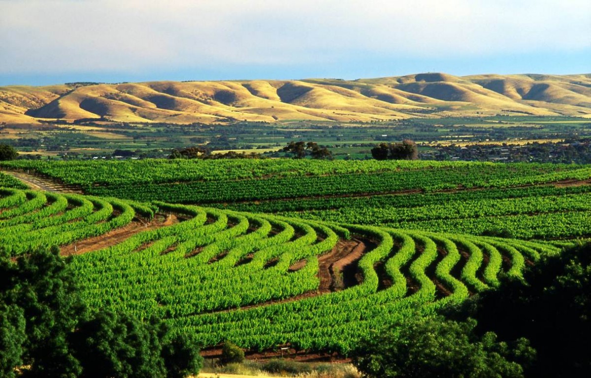 10 Absolutely Stunning Images Of Australia’s Wine Country | Drink Me ...