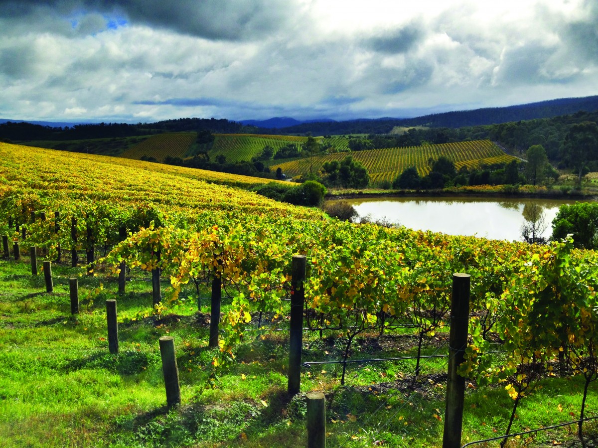 10 Absolutely Stunning Images Of Australia’s Wine Country | Drink Me ...