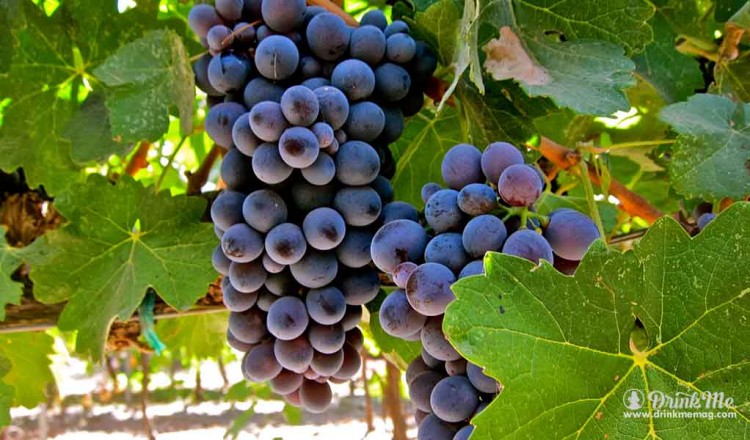 14 Of The Most Unusual Grape Varieties In Napa Valley | Drink Me Magazine