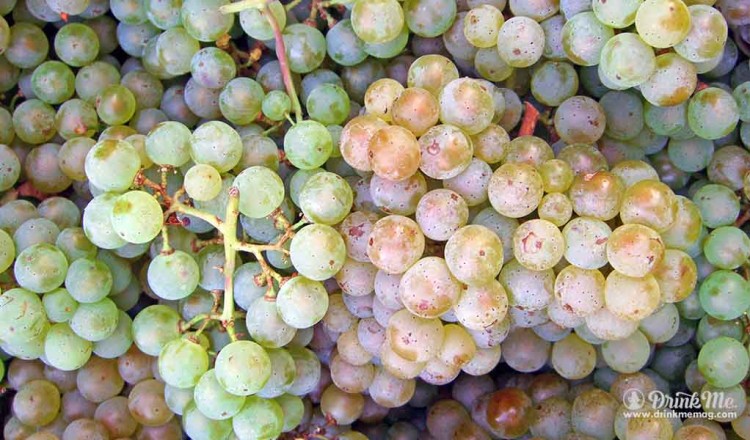 14 Of The Most Unusual Grape Varieties In Napa Valley | Drink Me Magazine
