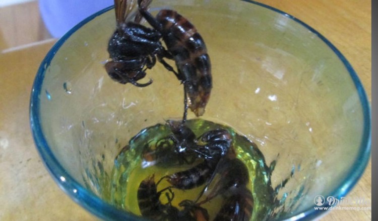 The Weirdest Insects You’ll Find In Booze | Drink Me Magazine